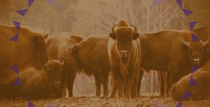 Buffalo Riders Early Intervention Program